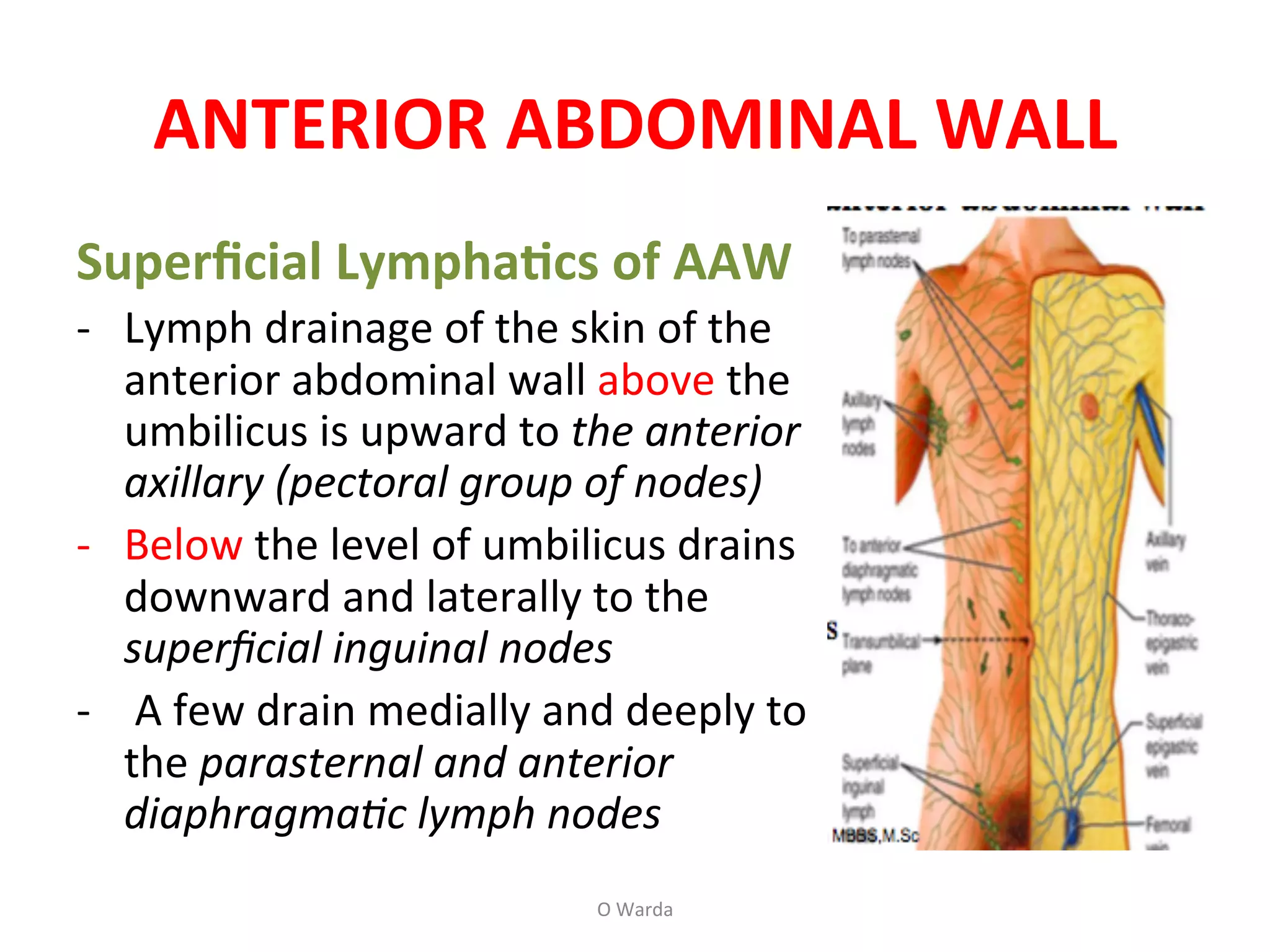 2 female pelvic anatomy warda (part 2) | PDF