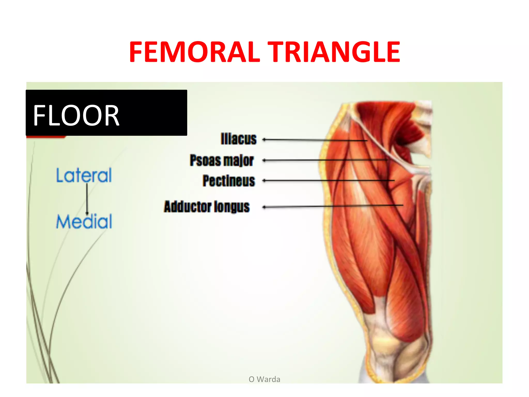 2 female pelvic anatomy warda (part 2) | PDF