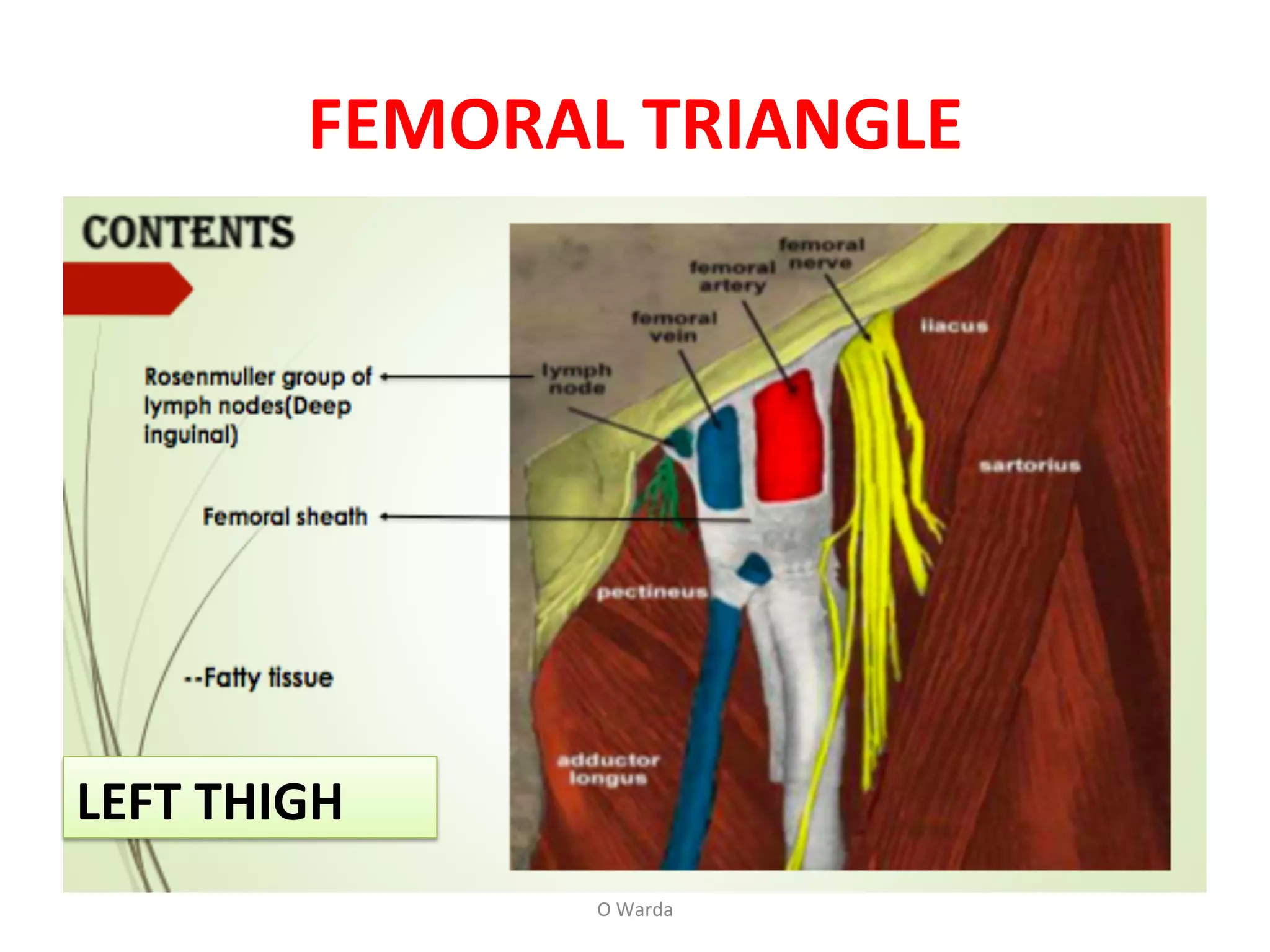 2 female pelvic anatomy warda (part 2) | PDF