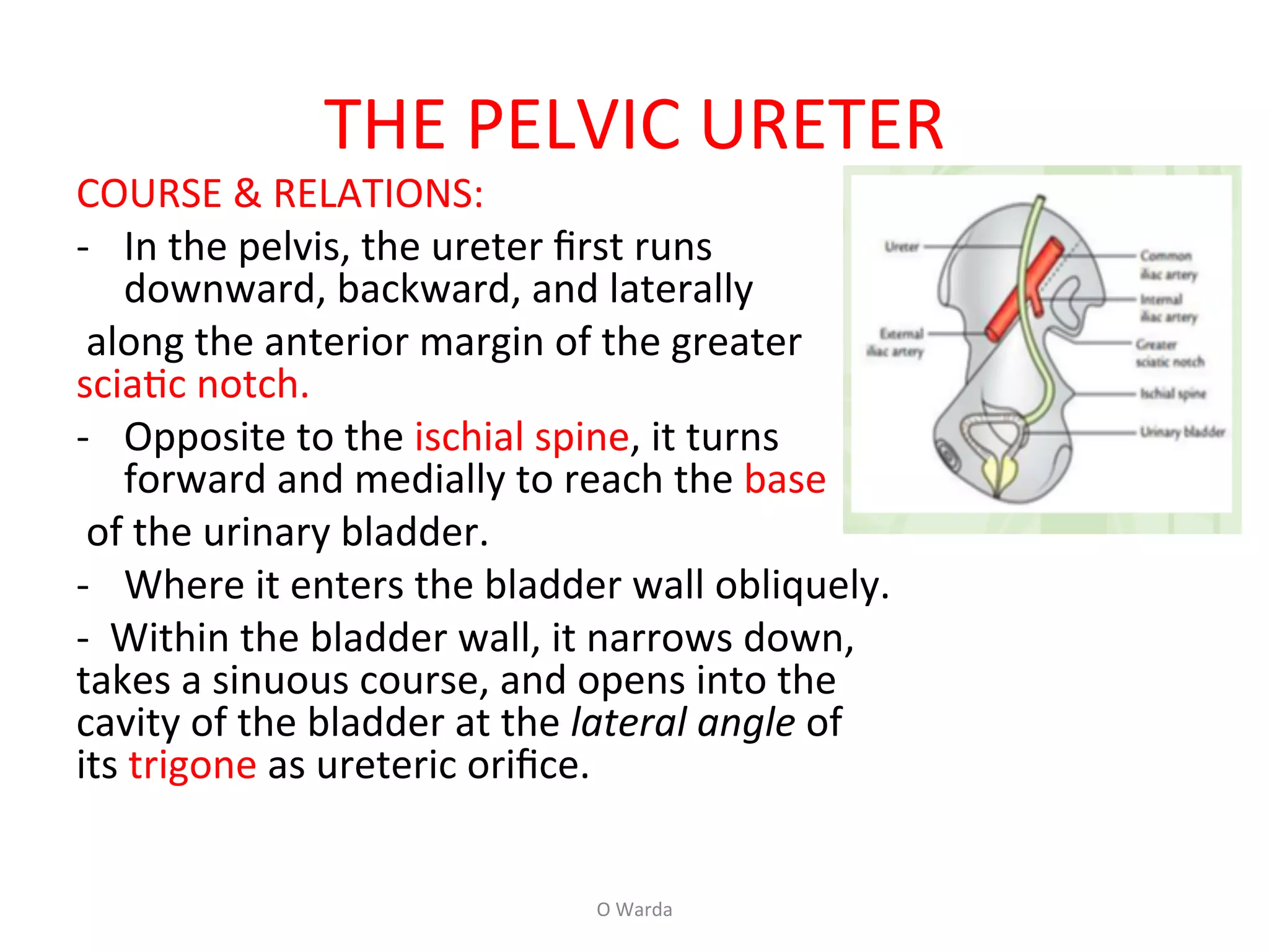 2 female pelvic anatomy warda (part 2) | PDF