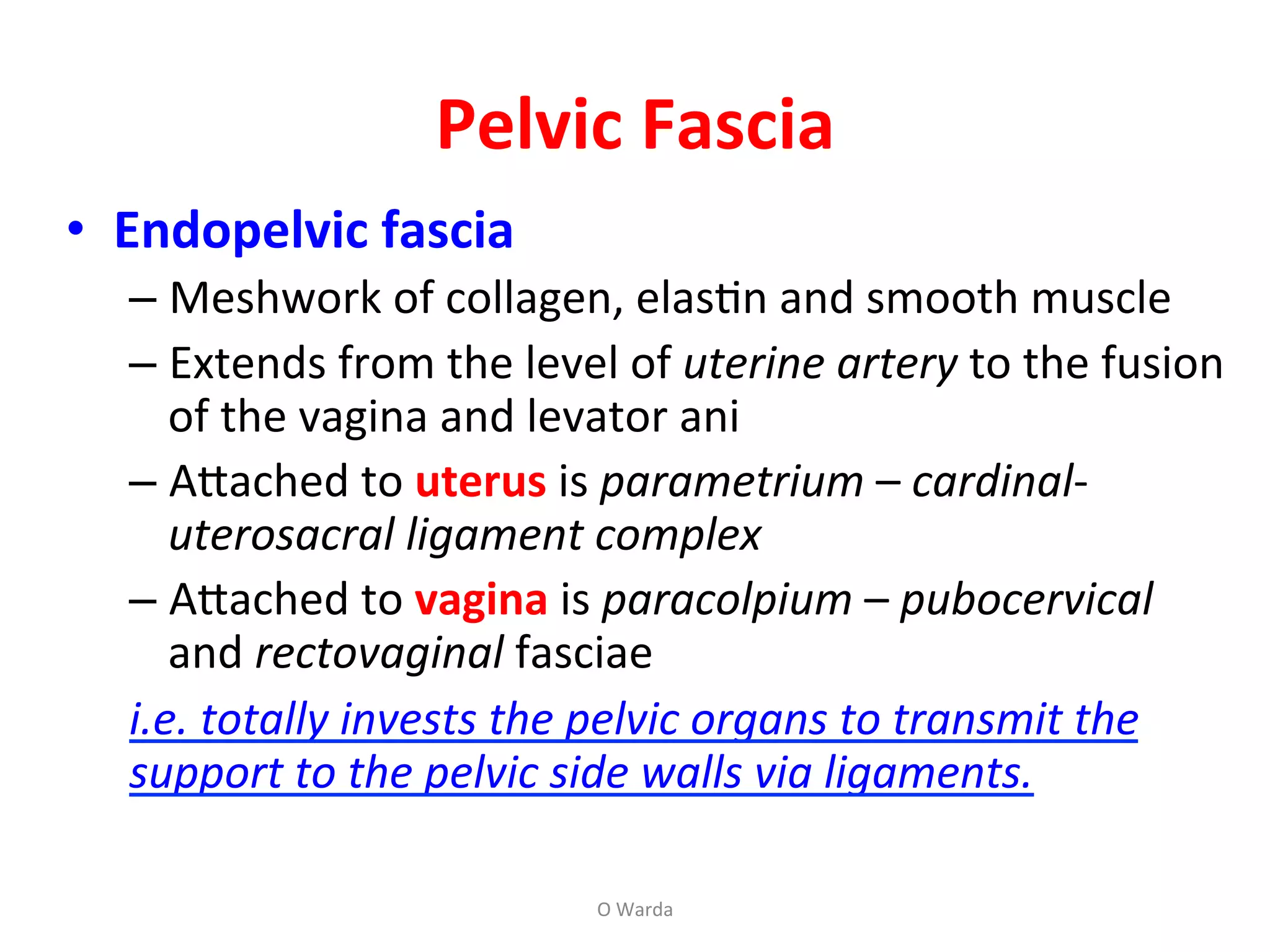 2 female pelvic anatomy warda (part 2) | PDF