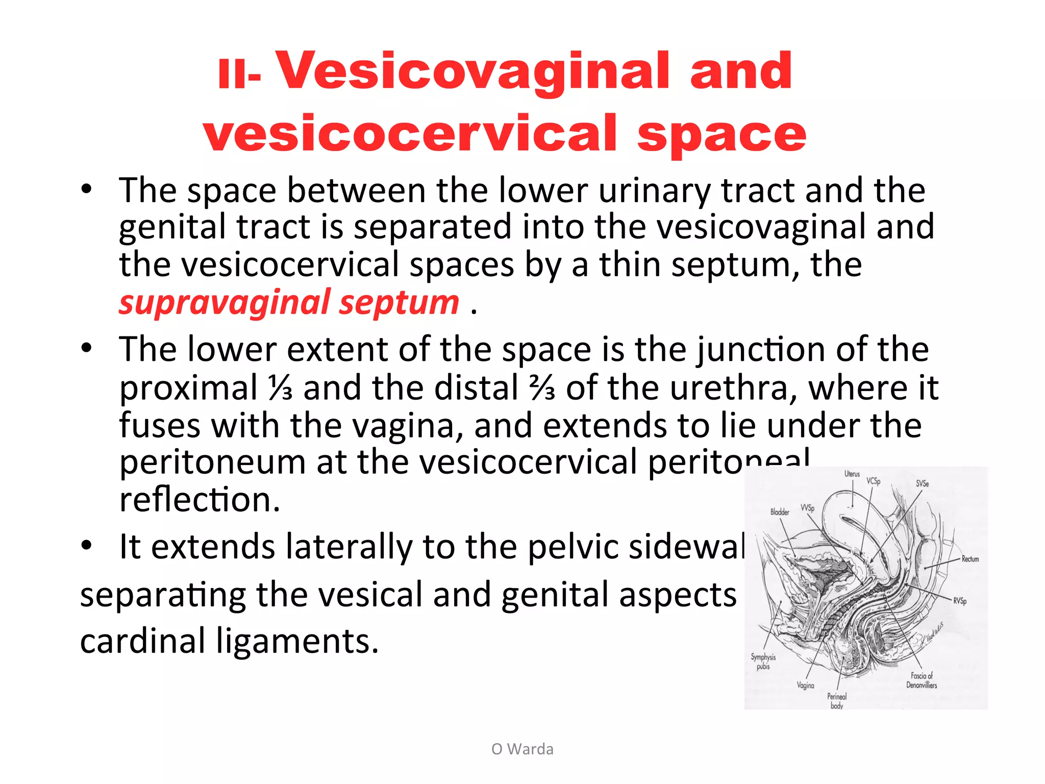 2 female pelvic anatomy warda (part 2) | PDF