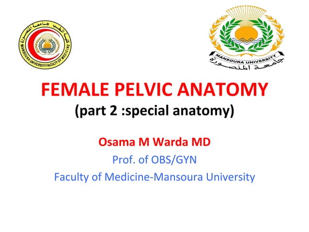 2 female pelvic anatomy warda (part 2) | PDF