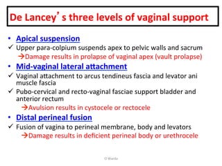 2 female pelvic anatomy warda (part 2) | PDF