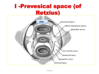 Space Of Retzius