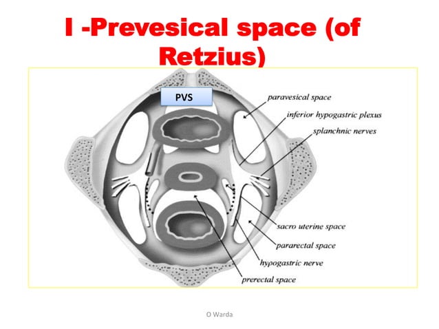 2 female pelvic anatomy warda (part 2)