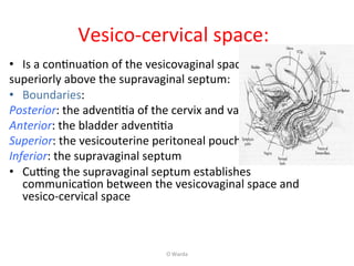 2 female pelvic anatomy warda (part 2) | PDF