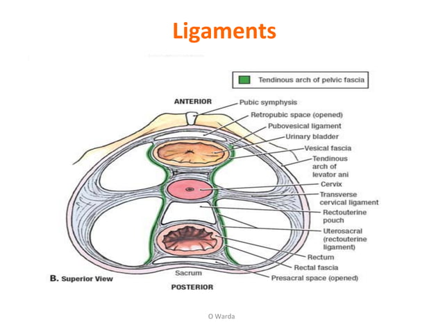 2 female pelvic anatomy warda (part 2) | PDF
