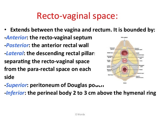 2 female pelvic anatomy warda (part 2)