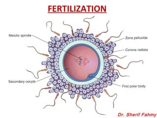 Fertilization (General Embryology) | PPS