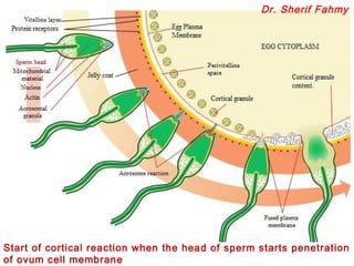 Fertilization (General Embryology) | PPS