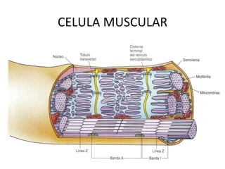 fisiologia del musculo esqueletico | PDF