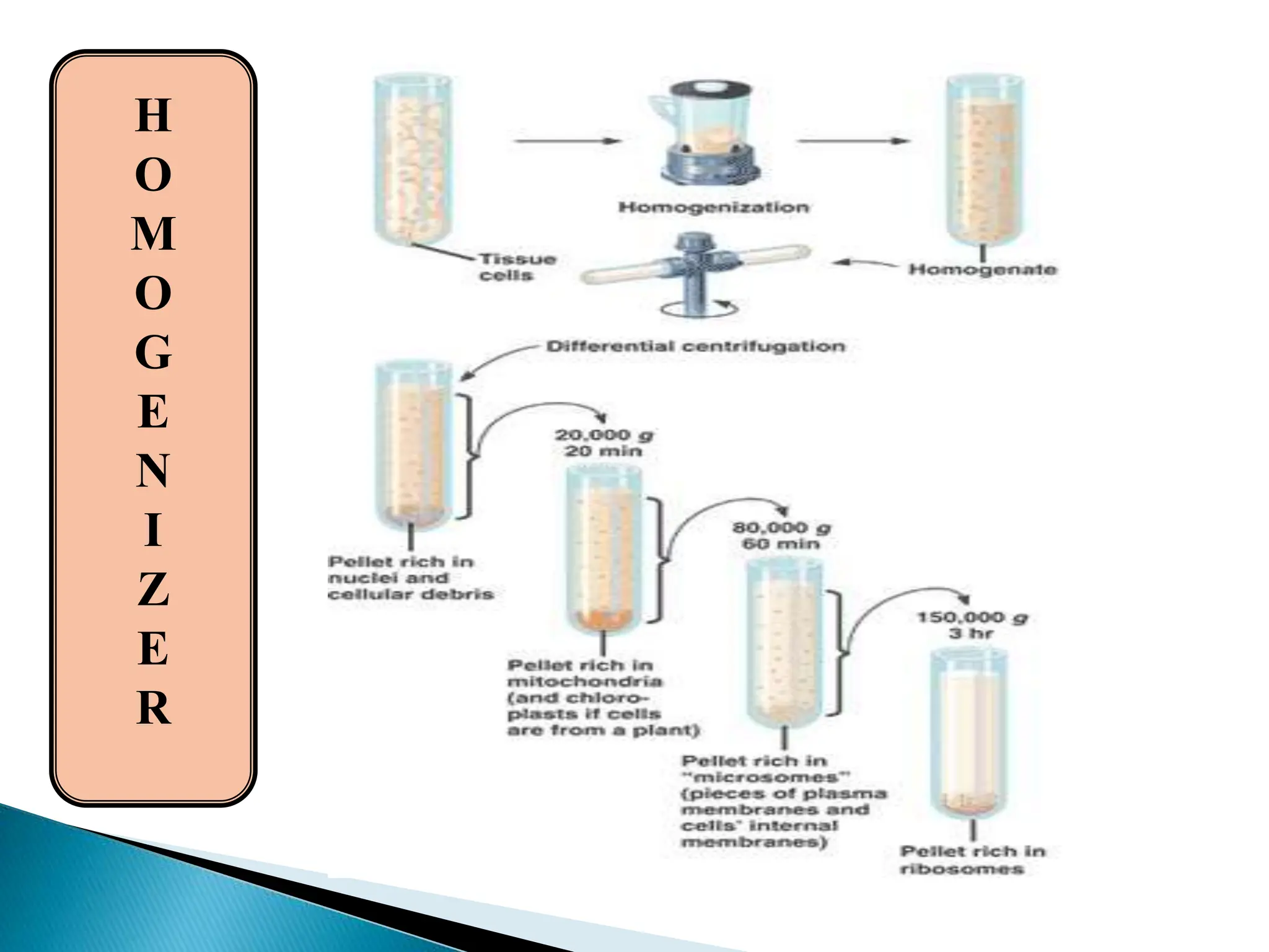 Fractionation & Centrifugation of Biological Samples.pptx