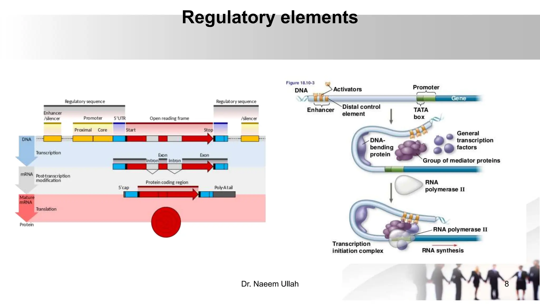 Gene- basics (Gene, nature of Gene, regulatory elements of Gene, Non ...