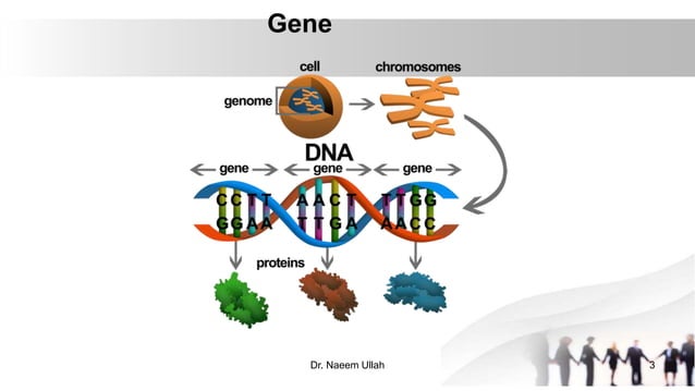 Gene- basics (Gene, nature of Gene, regulatory elements of Gene, Non ...