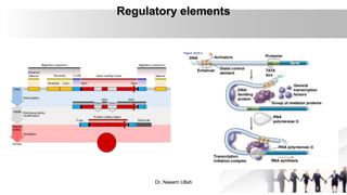 Gene- basics (Gene, nature of Gene, regulatory elements of Gene, Non ...