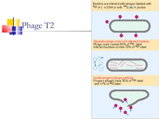 2 genomes | PPT
