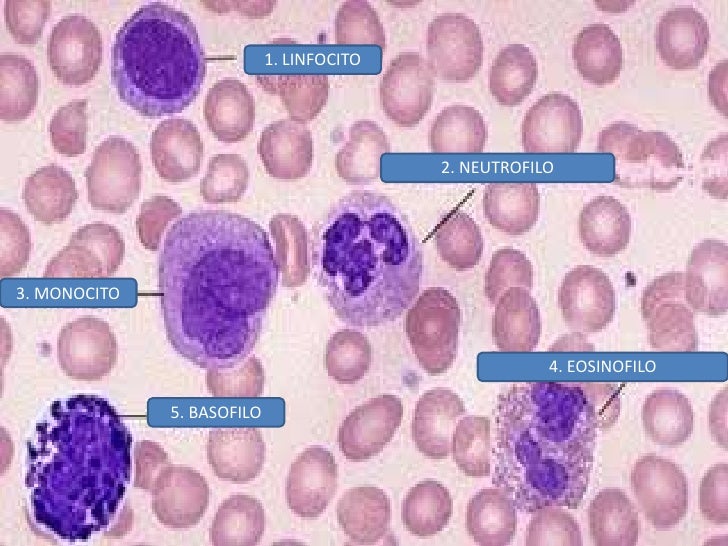 2. Globulos Blancos