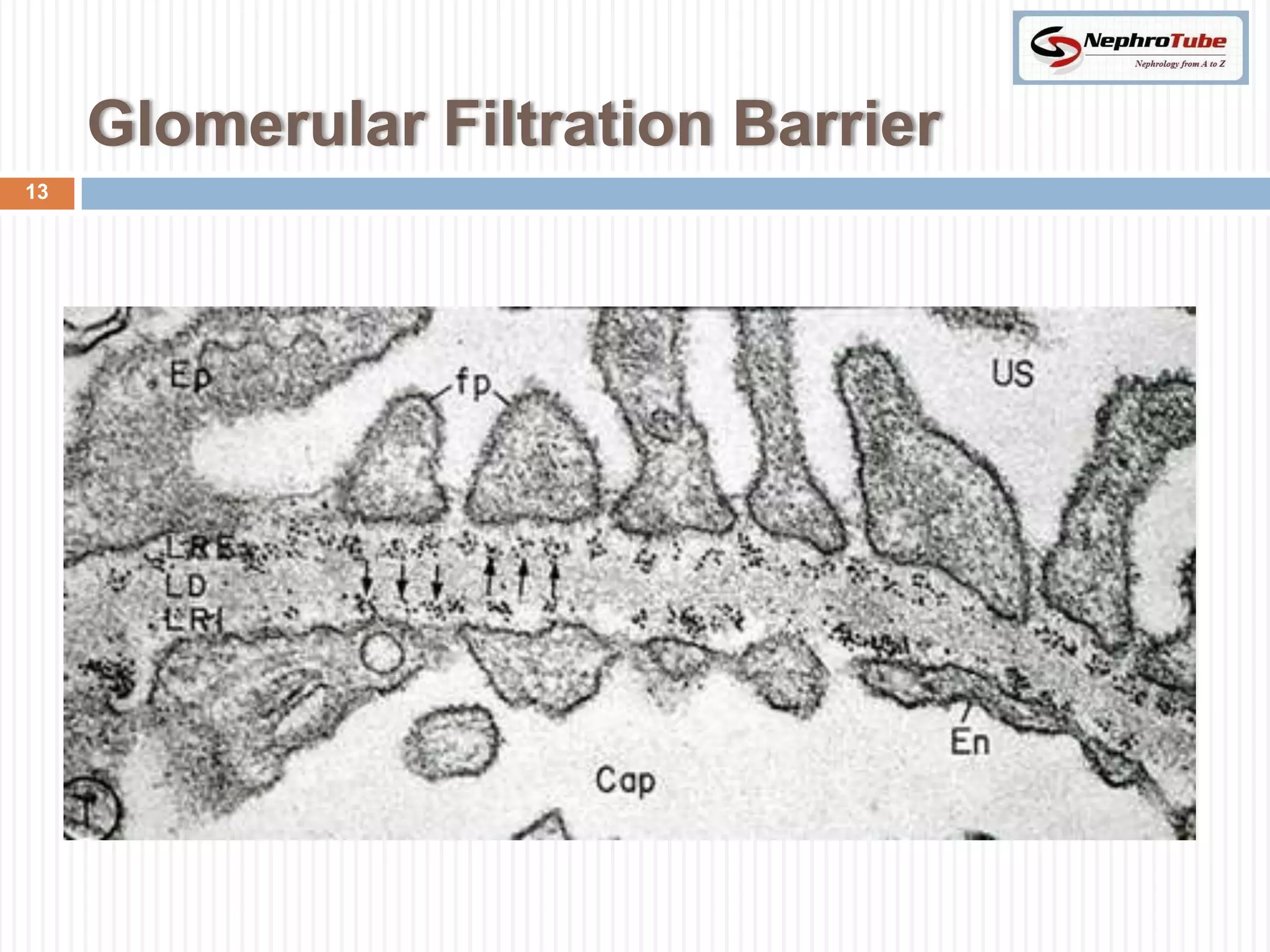 Renal Physiology (II) - Glomerular Structure & Filtration - Dr. Gawad | PPT