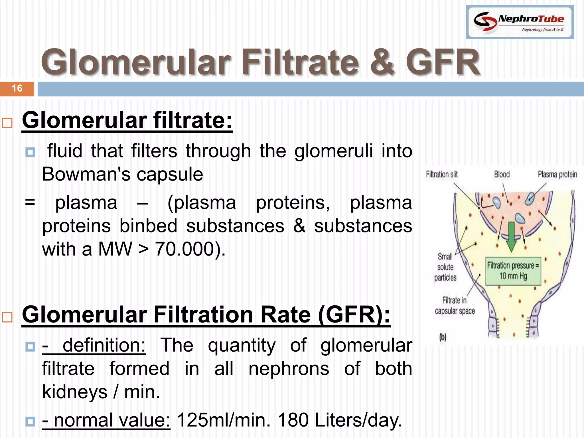 Renal Physiology (II) - Glomerular Structure & Filtration - Dr. Gawad | PPT