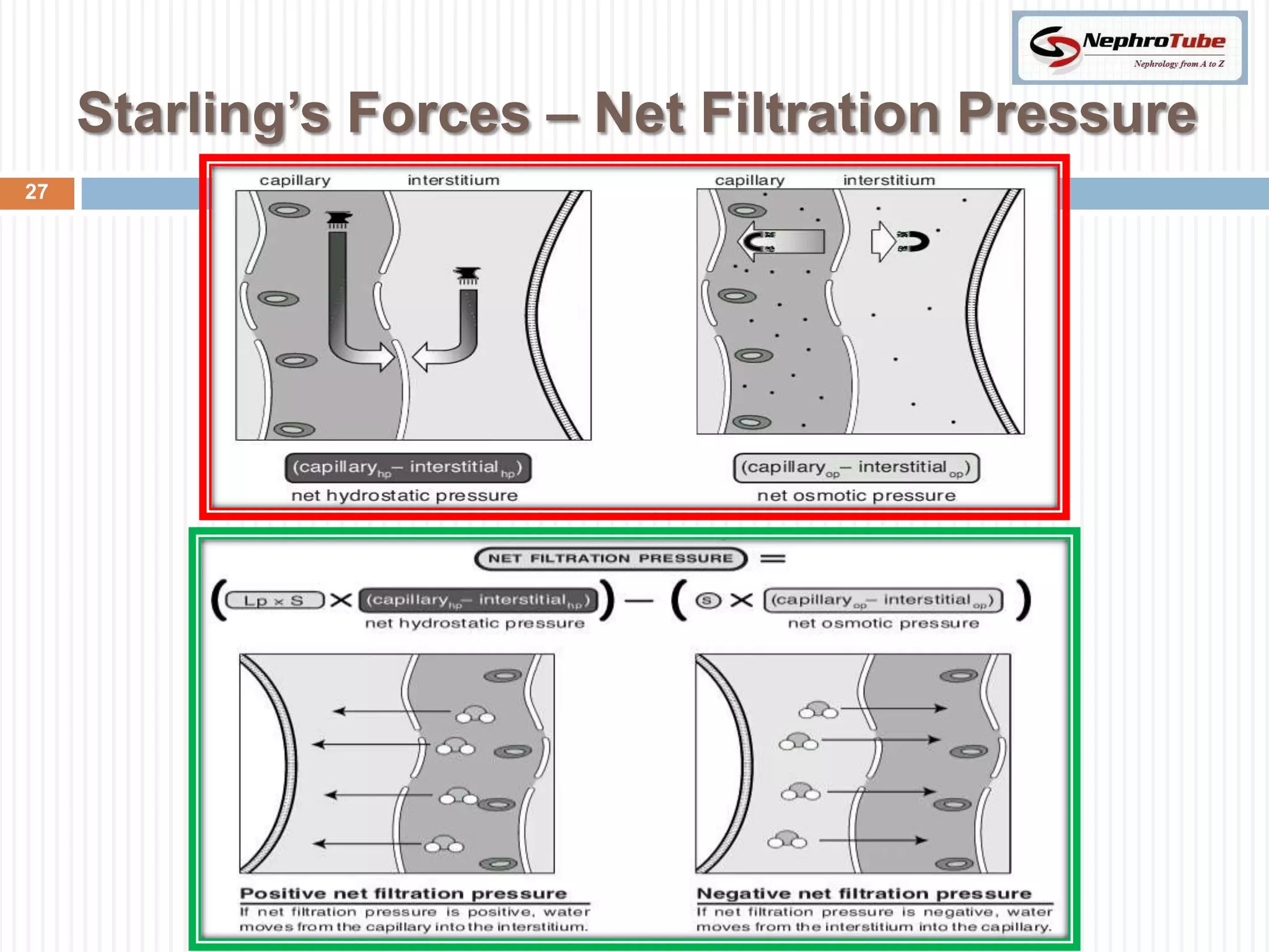 Renal Physiology (II) - Glomerular Structure & Filtration - Dr. Gawad | PPT