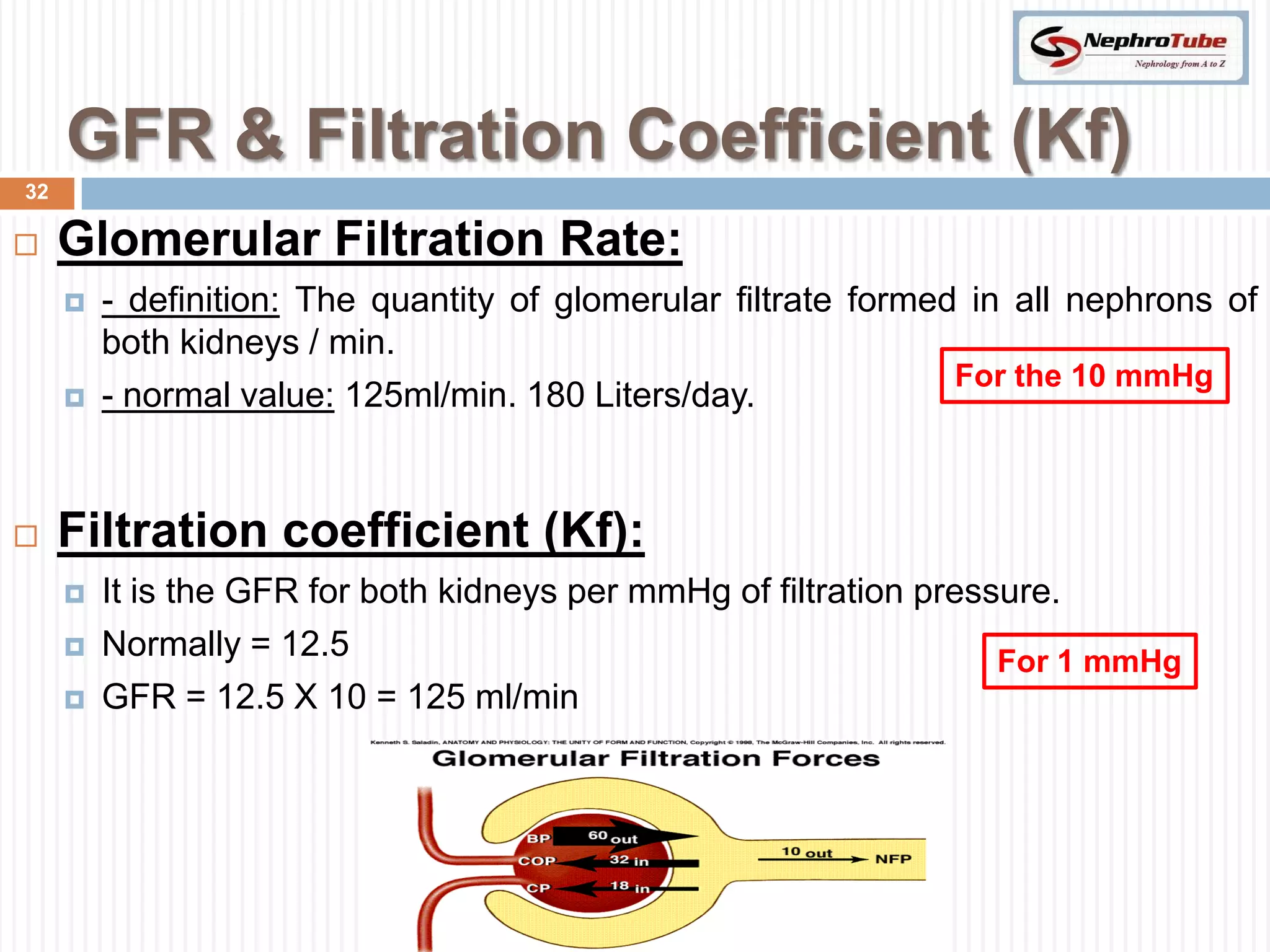 Renal Physiology (II) - Glomerular Structure & Filtration - Dr. Gawad | PPT
