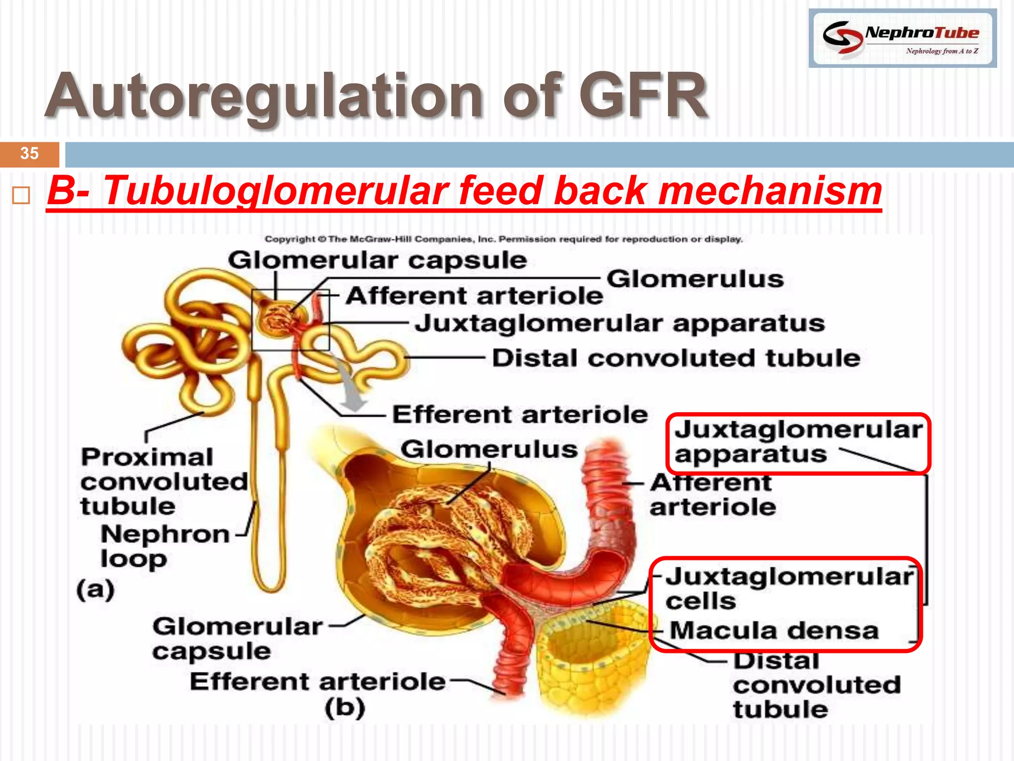 Renal Physiology (II) - Glomerular Structure & Filtration - Dr. Gawad | PPT