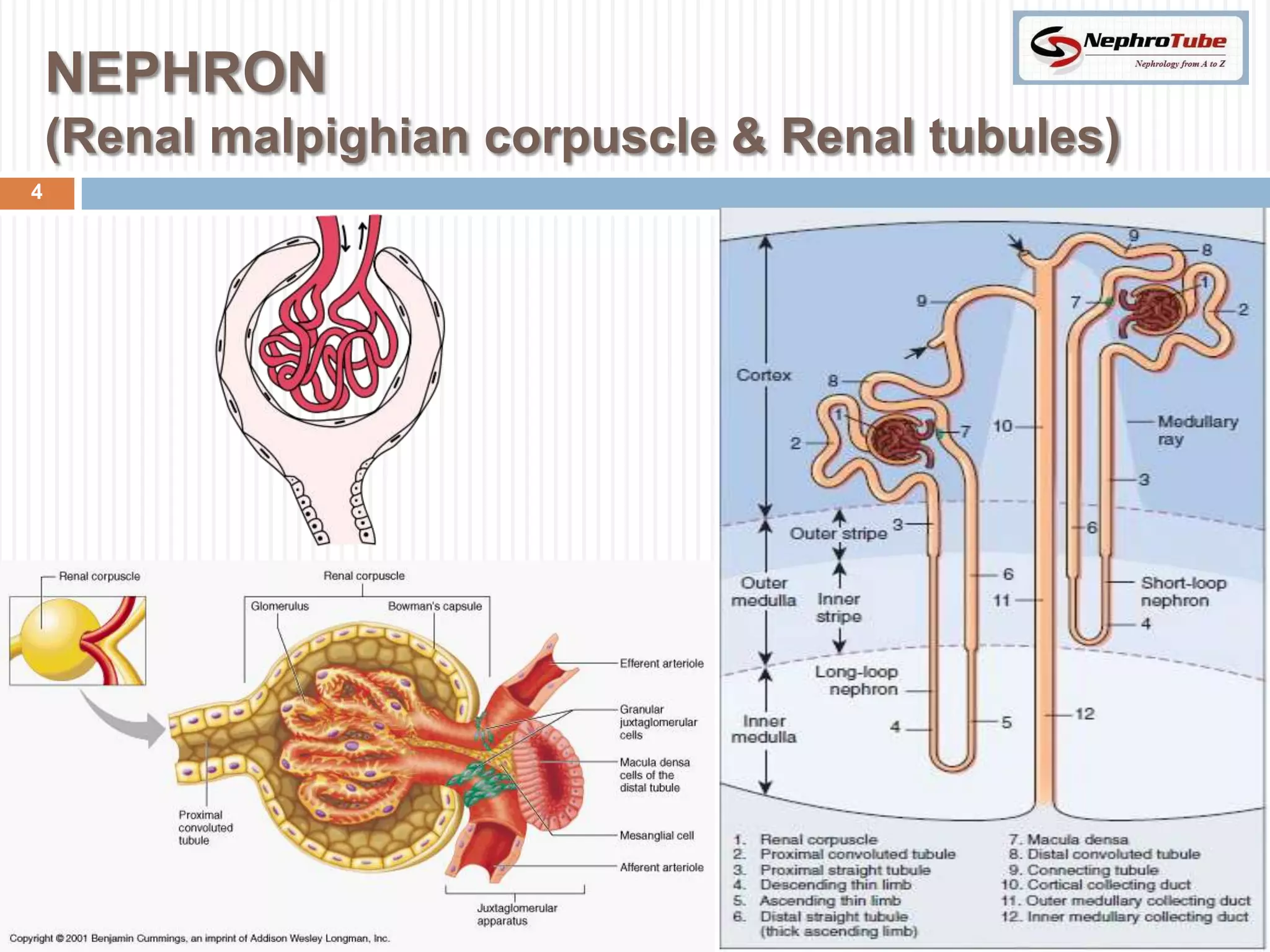 Renal Physiology (II) - Glomerular Structure & Filtration - Dr. Gawad | PPT