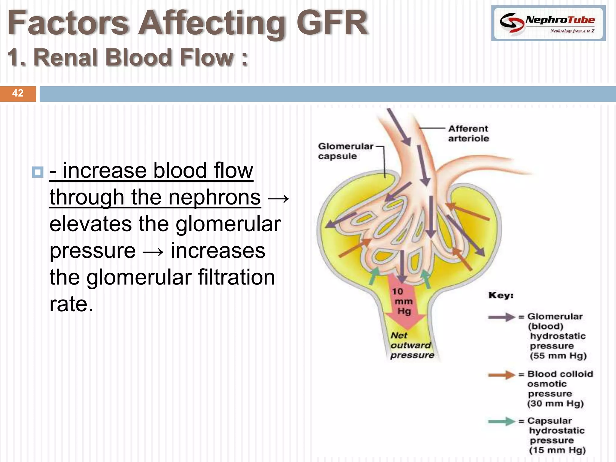 Renal Physiology (II) - Glomerular Structure & Filtration - Dr. Gawad | PPT