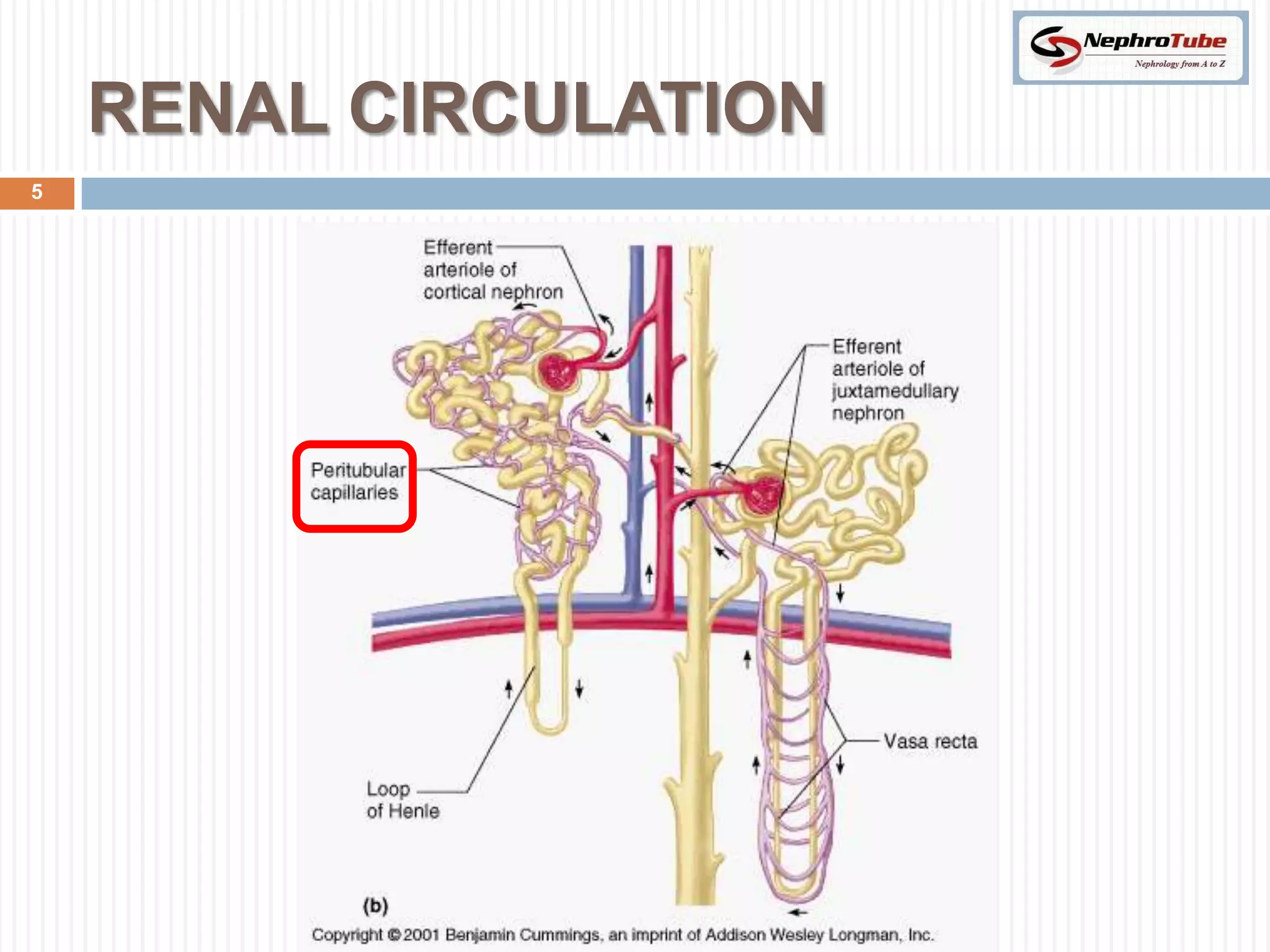 Renal Physiology (II) - Glomerular Structure & Filtration - Dr. Gawad | PPT