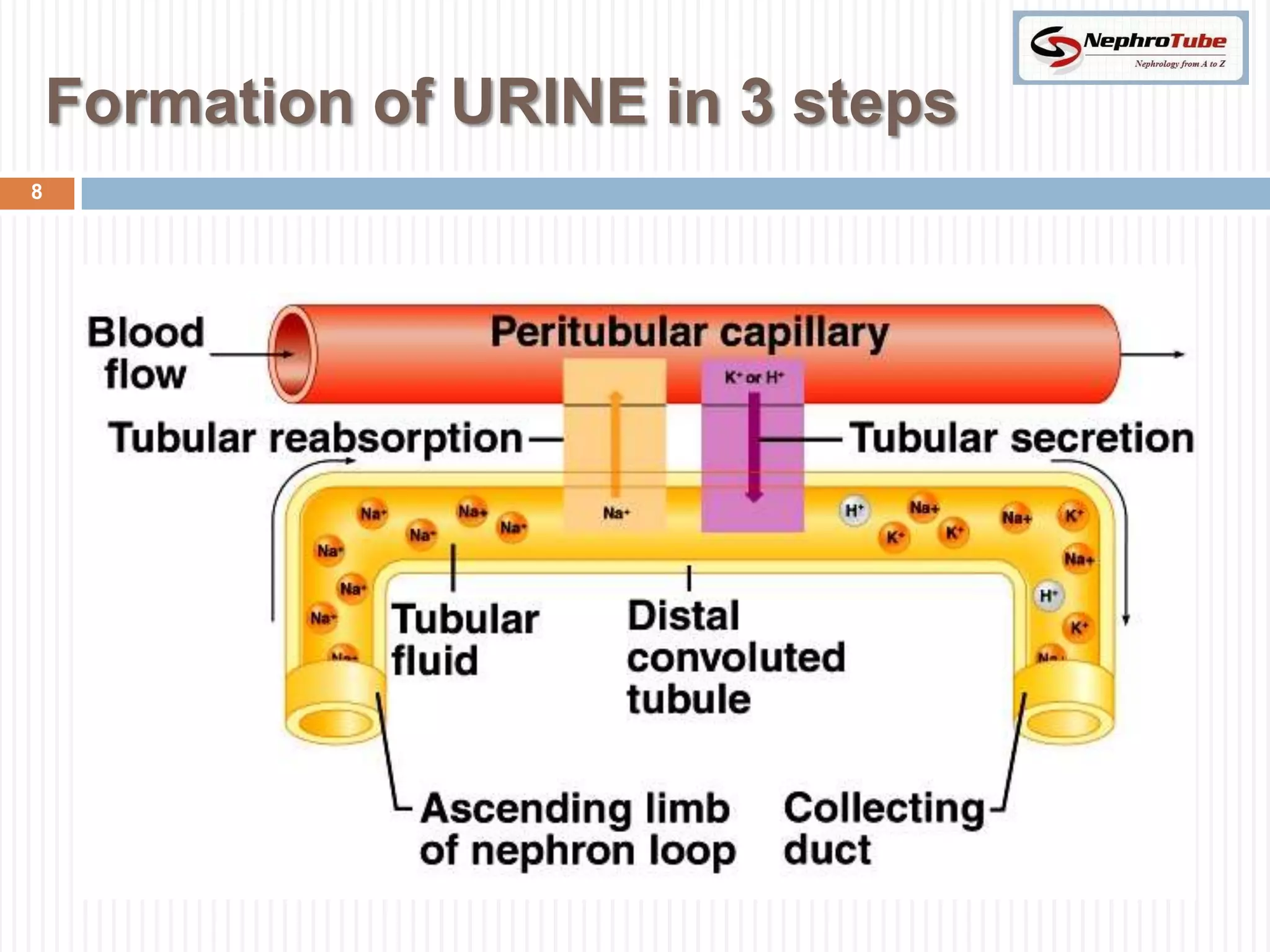 Renal Physiology (II) - Glomerular Structure & Filtration - Dr. Gawad | PPT
