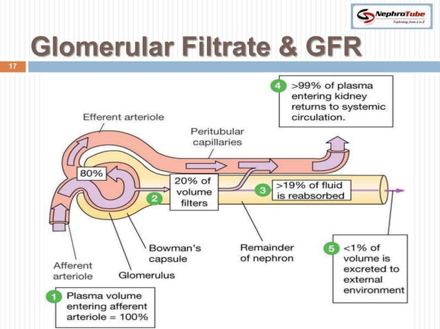 Renal Physiology (II) - Glomerular Structure & Filtration - Dr. Gawad | PPT