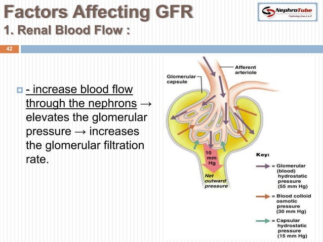 Renal Physiology (II) - Glomerular Structure & Filtration - Dr. Gawad | PPT