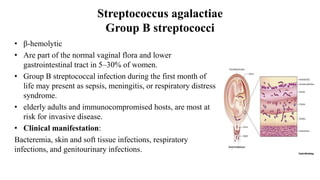 Gram Positive Cocci-Streptococcus | PPTX