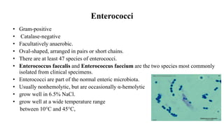 Gram Positive Cocci-Streptococcus | PPTX