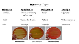Gram Positive Cocci-Streptococcus | PPTX