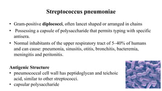 Gram Positive Diplococci Lancet Shaped
