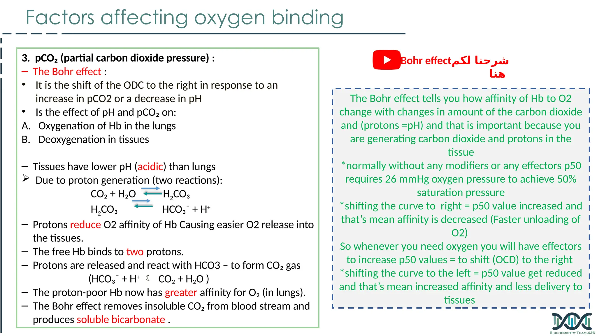 2-Hemoglobin structure and function.pptx