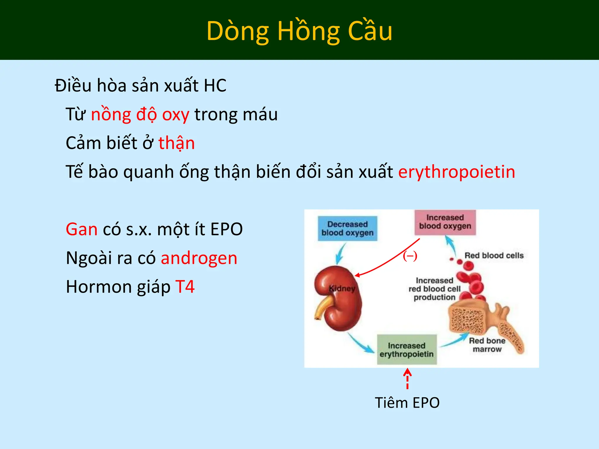 2-HEMOPOIESIS_2017.pptx
