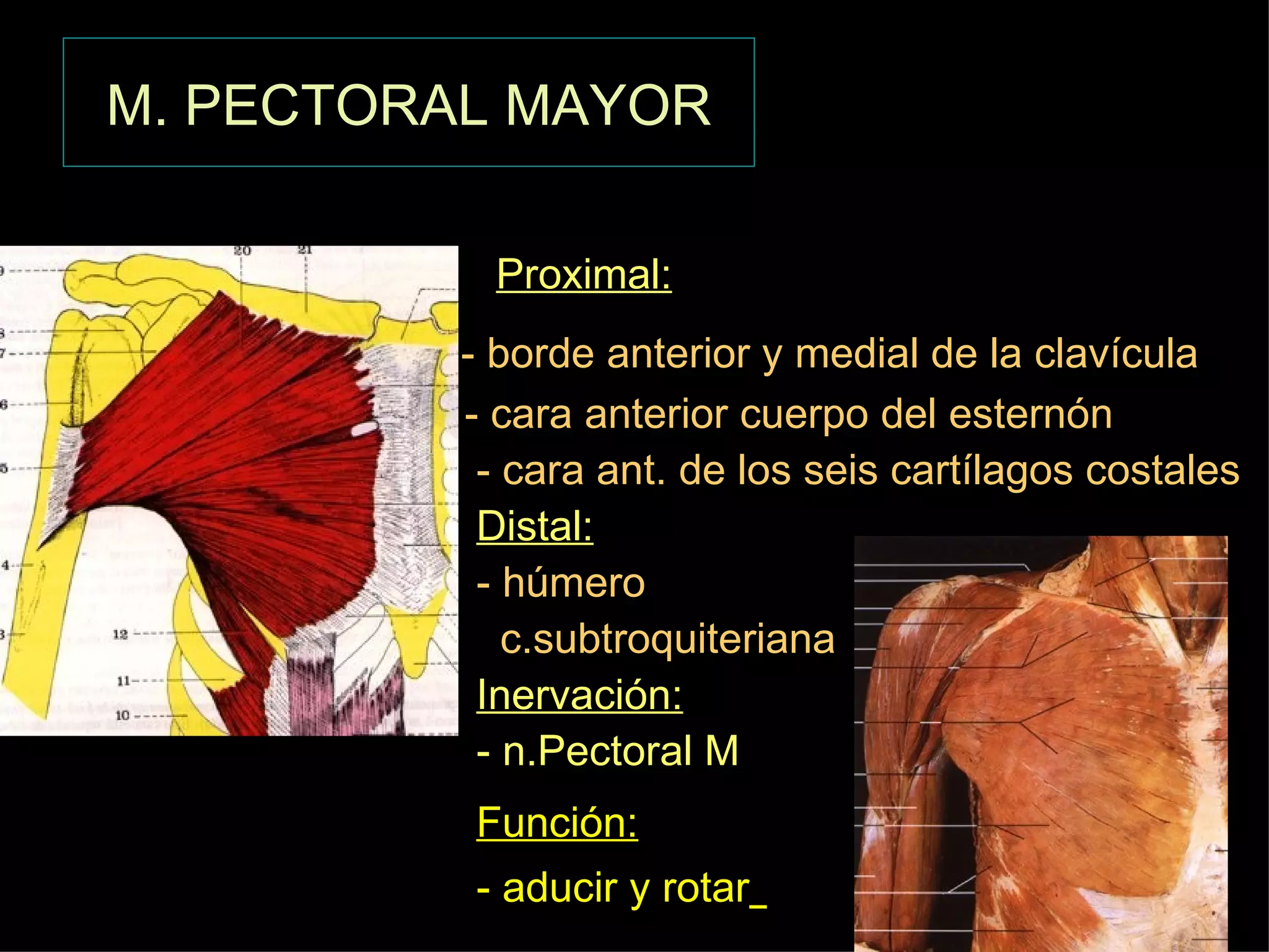 2 Hombro Y Axila | PPT