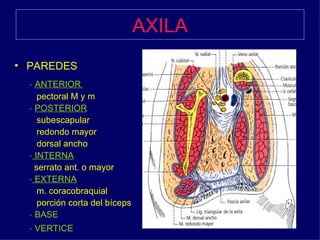 2 Hombro Y Axila | PPT