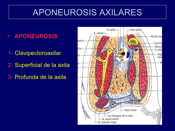 2 Hombro Y Axila