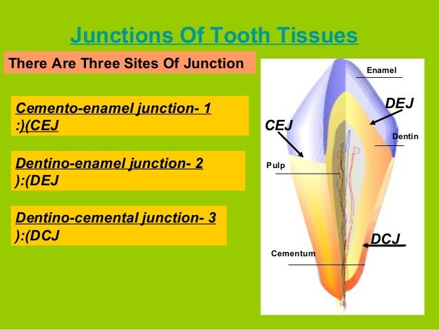 2 human dentition intro (2)