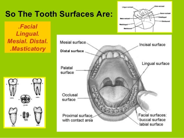 2 human dentition intro (2)