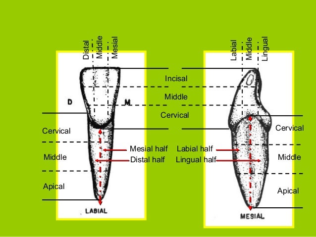 2 human dentition intro (2)
