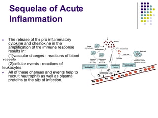 2 - Immunology of Trauma and Wound Healing.pdf