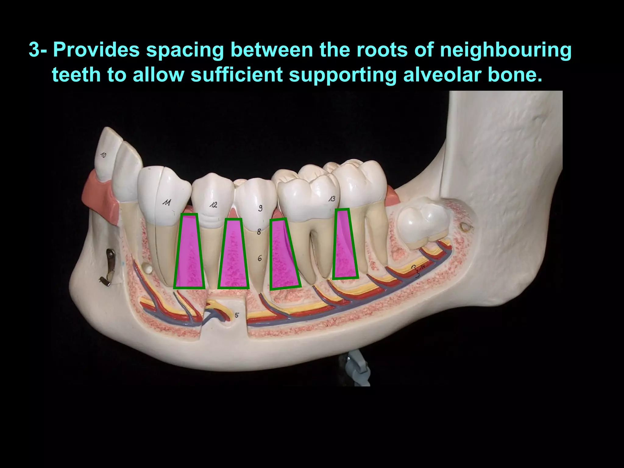 Dentition Ch. 2 - Incisors | PPT