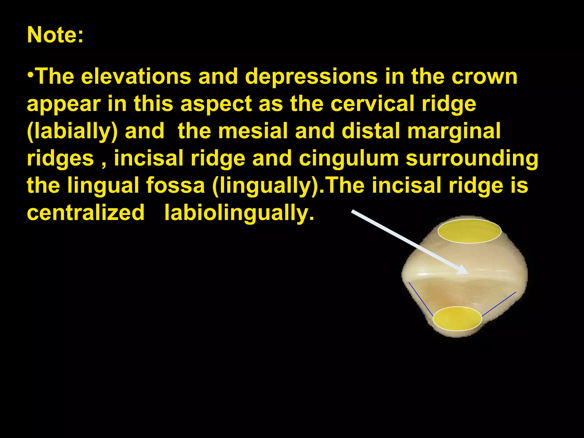 Dentition Ch. 2 - Incisors | PPT