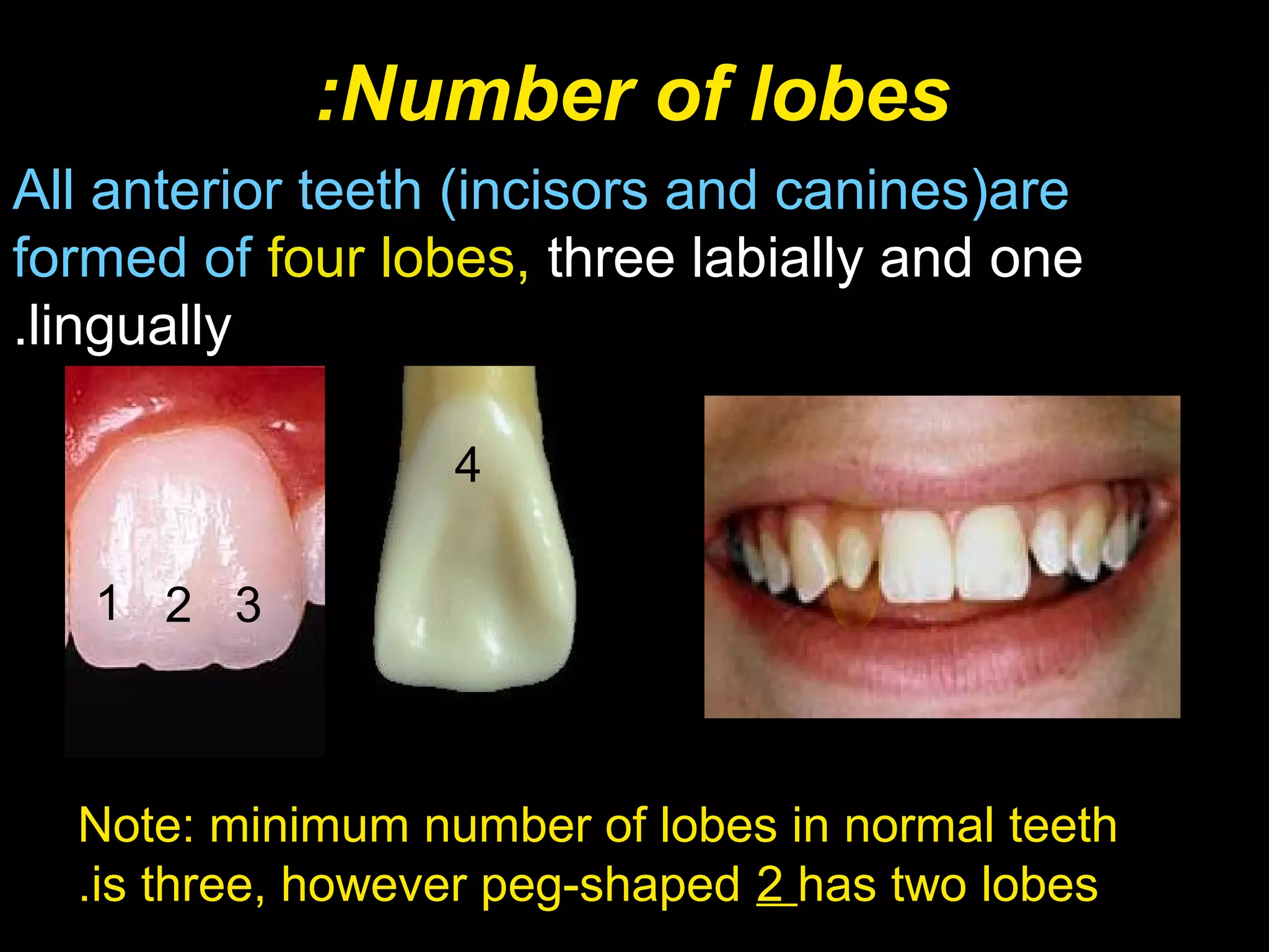 Dentition Ch. 2 - Incisors | PPT