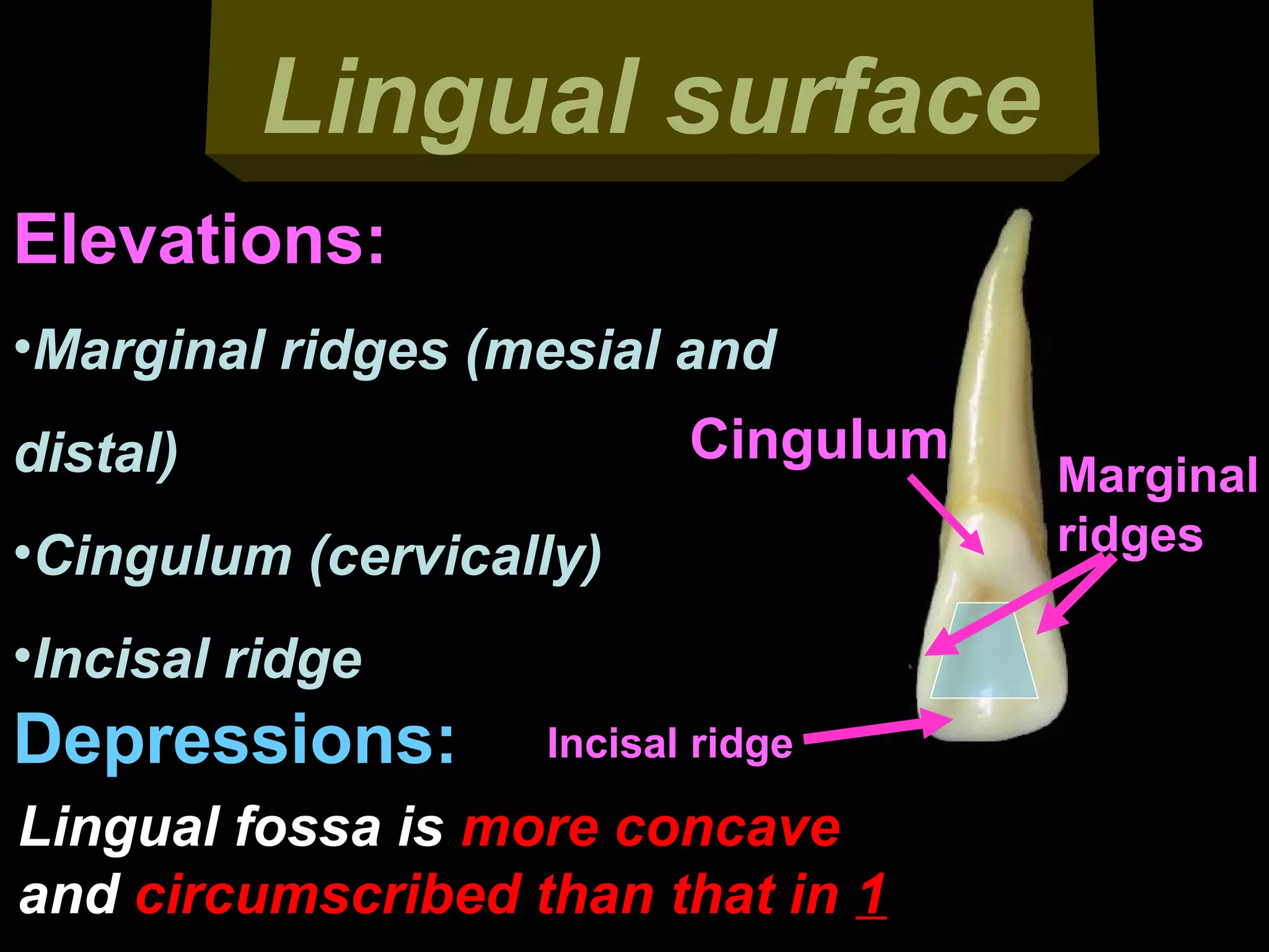 Dentition Ch. 2 - Incisors | PPT